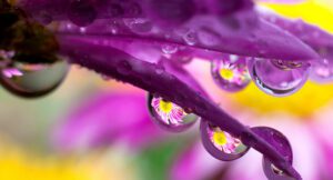 LuctaCaps® – Microencapsulated Fragrances - Lucta