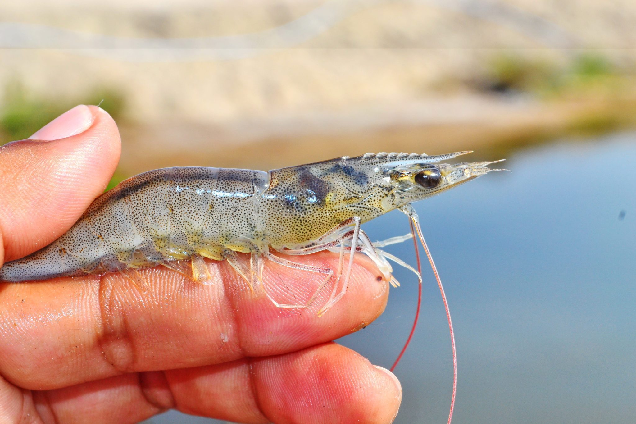 Virtual Library - Lucta