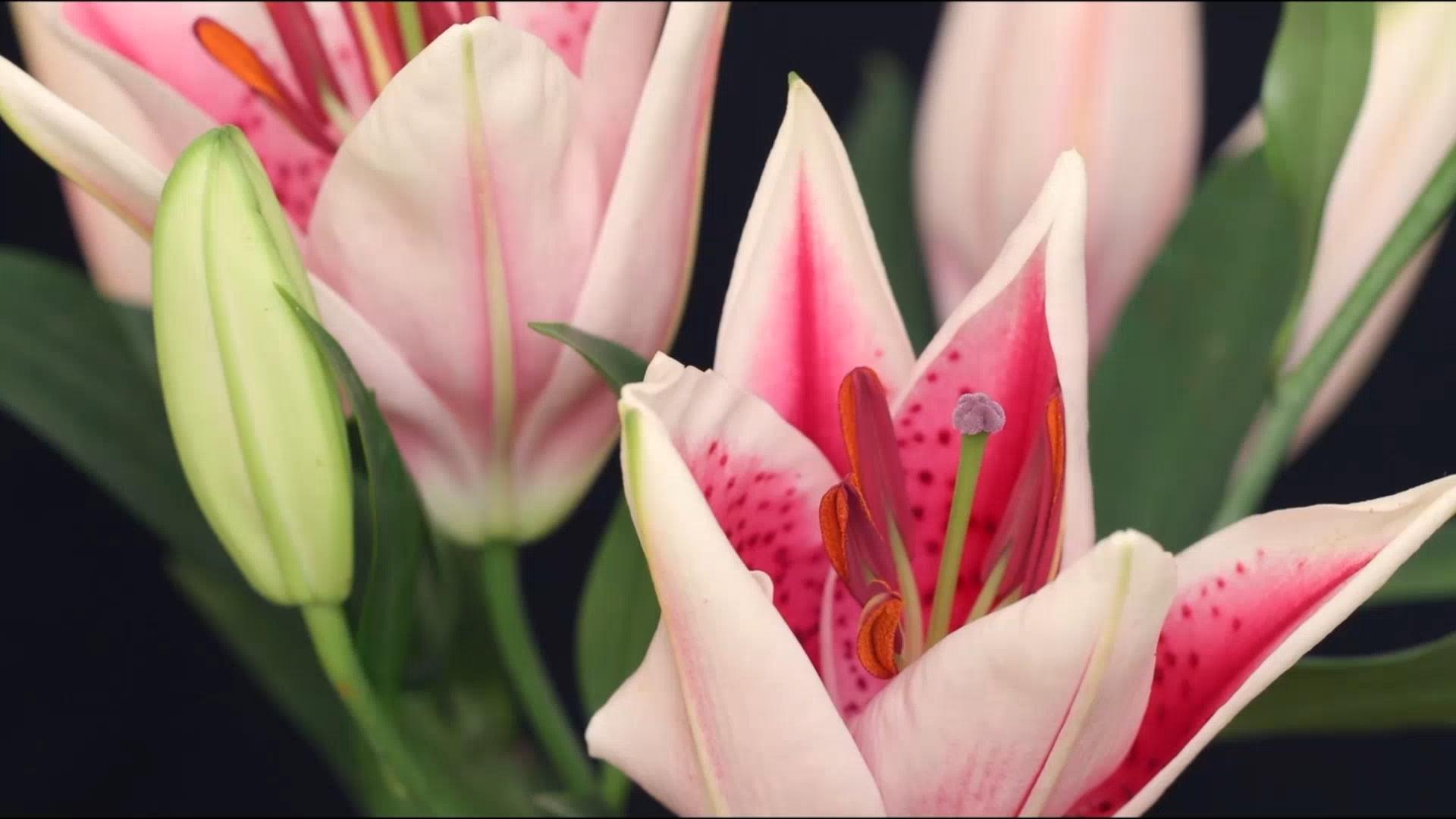 Fragrances - Lucta